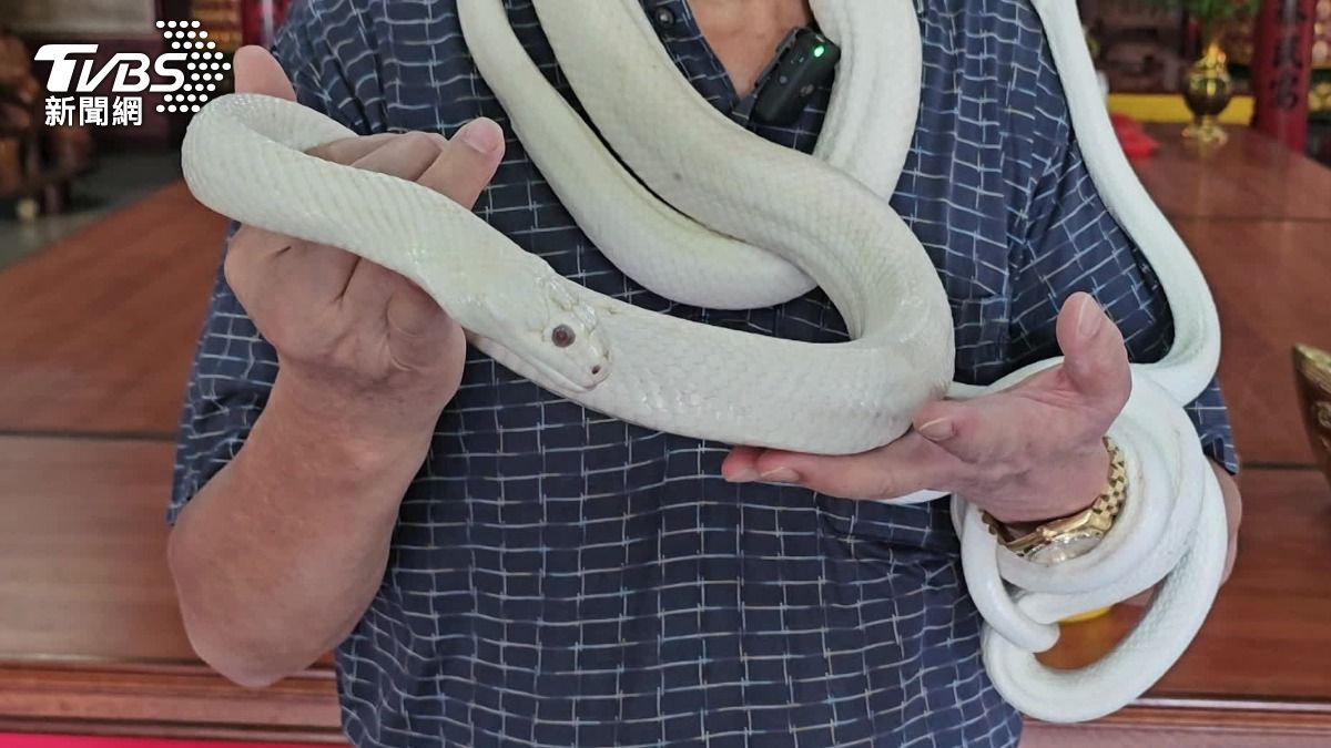 「小白龍」掛身上保平安 白蛇廟有300條蛇│TVBS新聞網