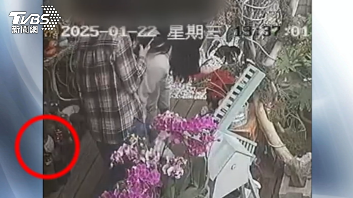 拍短影音3女竟然弄破盆栽 業者：等你道歉│TVBS新聞網
