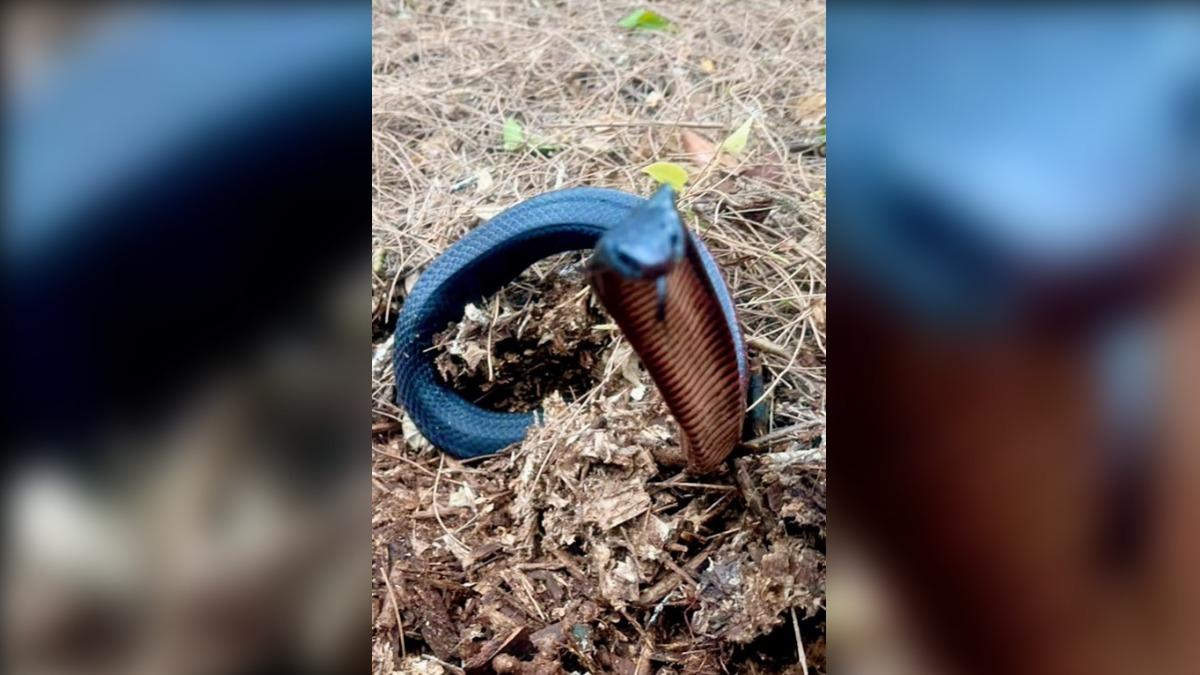 有片／密集恐懼！澳男後院遭102條毒蛇入侵 被咬到恐截肢│TVBS新聞網