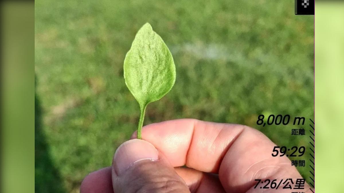 見婦人河濱狂拔草 網友驚呼竟是1斤4000元「草王」！│TVBS新聞網