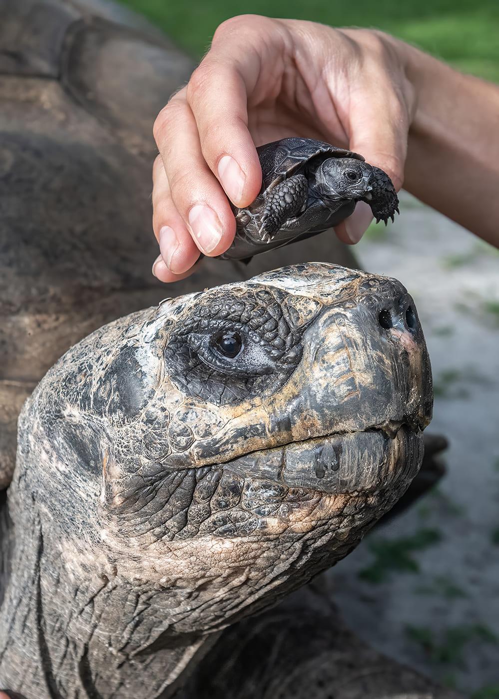 父親節雙囍臨門！美象龜134歲爆冷當爸 父子世紀同框感動全場│TVBS新聞網