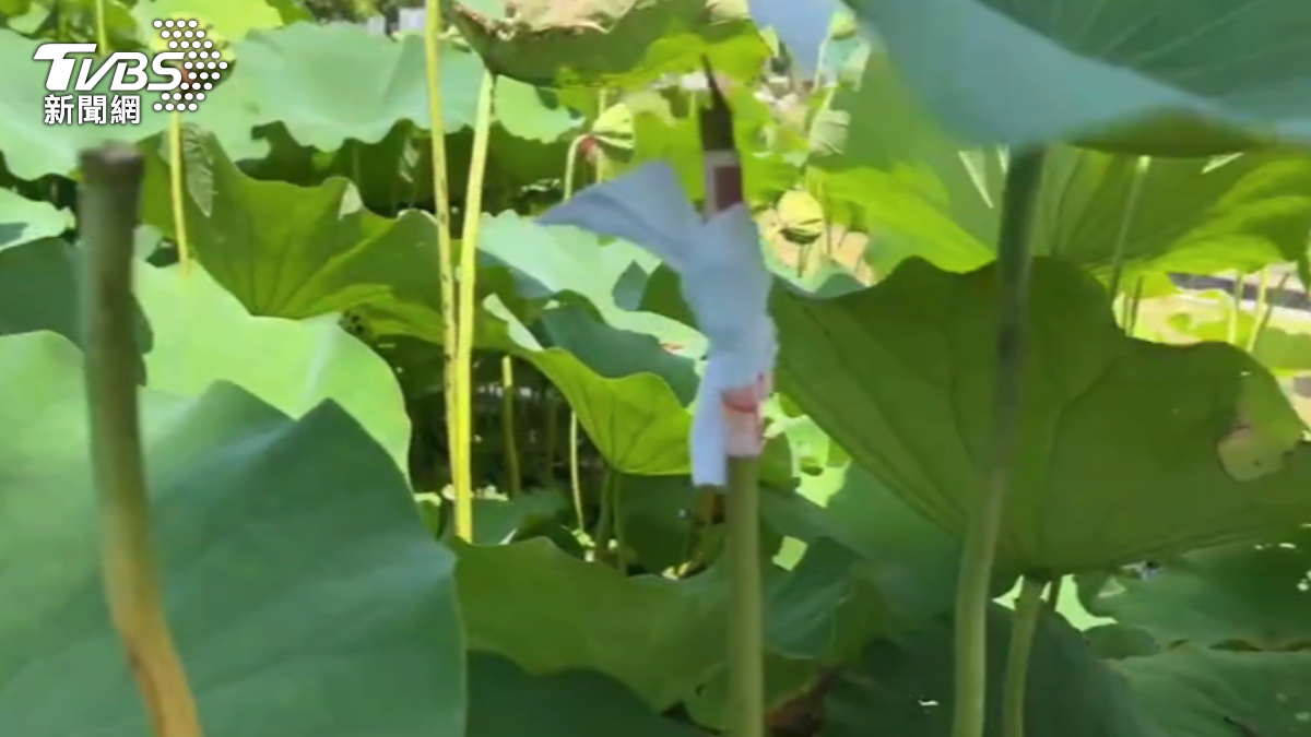 荷花呢？剩花莖「綁百元鈔」 遊客偷摘地主苦笑│TVBS新聞網