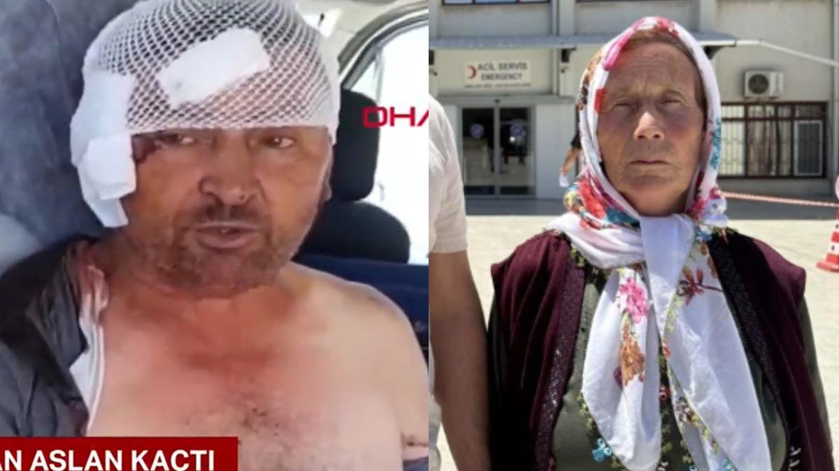 戶外睡覺腿痛醒！土耳其男睜眼驚見獅子啃咬 搏鬥近20分鐘│TVBS新聞網