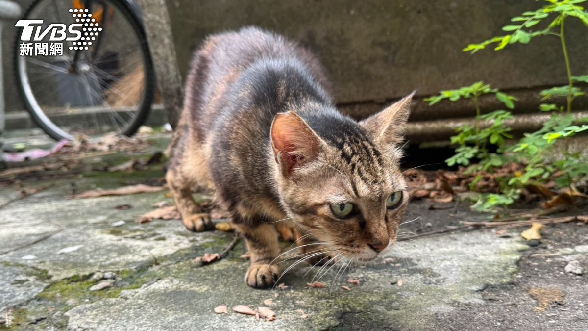 奇特地標席捲Google Maps！「Ruka旁邊、路口貓」成新寵│TVBS新聞網