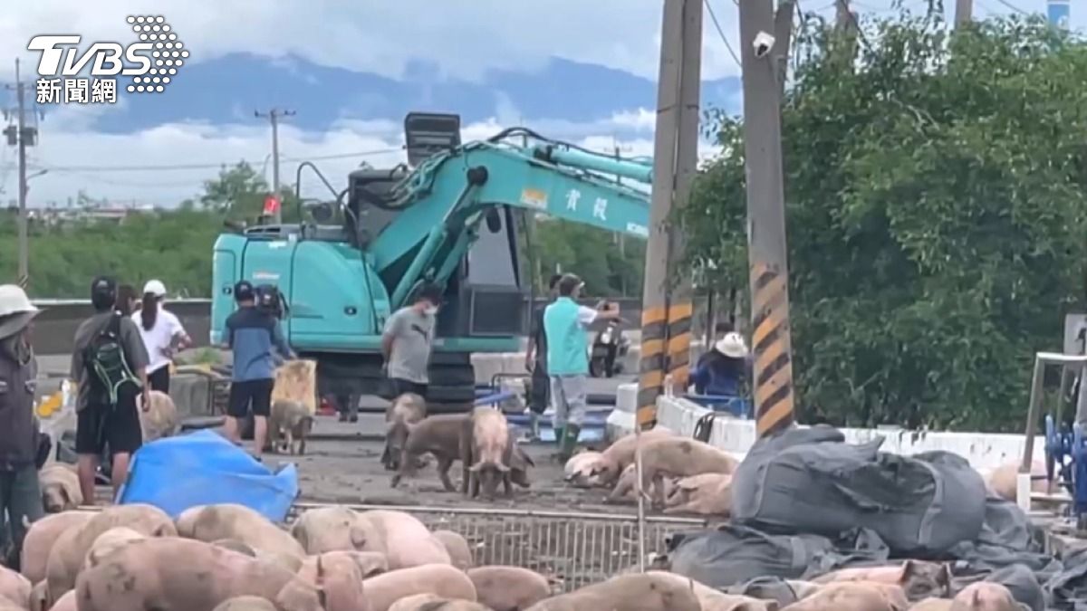 好慘！台南民宅、車行淹水 嘉義養豬場逾3千隻豬溺水亡│TVBS新聞網