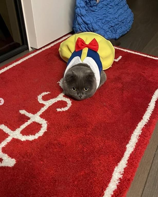 GD貓ZOA台北快閃店｜ZO&FRIENDS預約方式、周邊價格總整理│TVBS新聞網