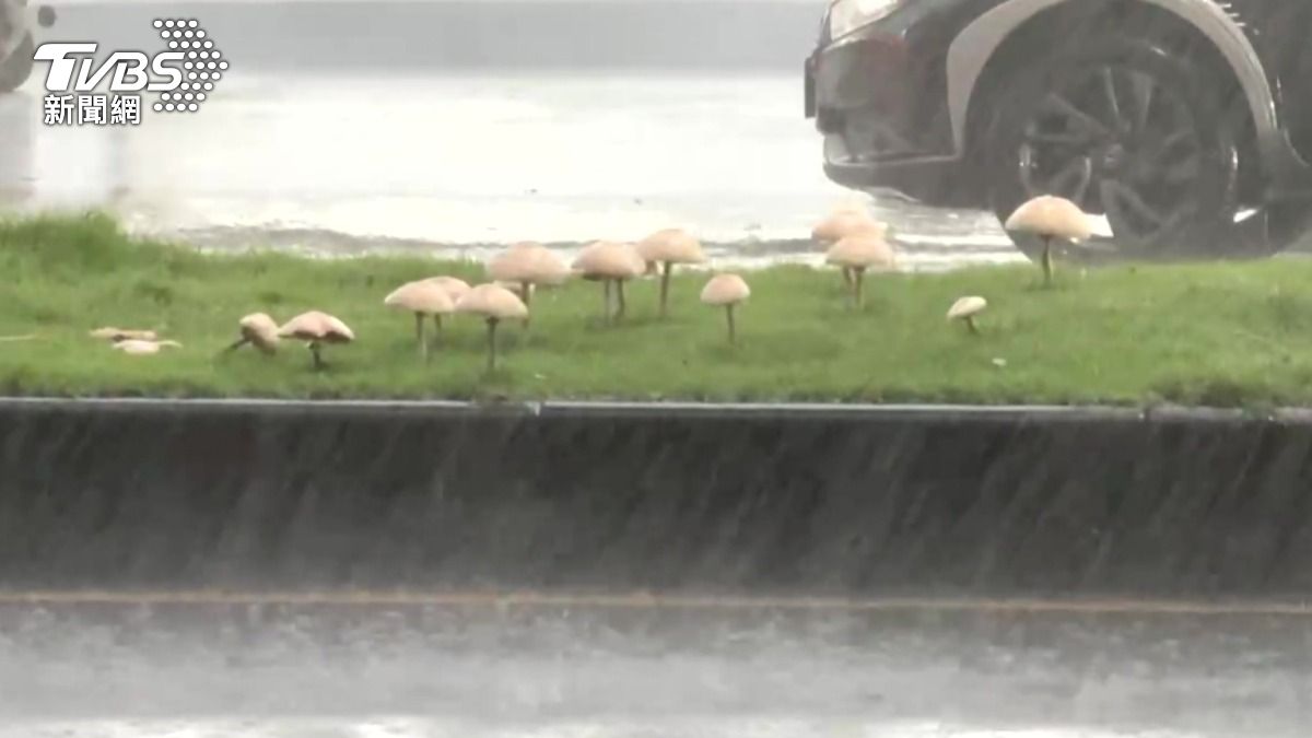 高雄七月日照僅121小時！ 雨下到長蘑菇 分隔島如「菇島」 │TVBS新聞網