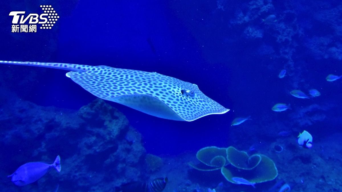 台中海洋館8/21開幕！全票500元 網：比沖繩水族館還貴│TVBS新聞網