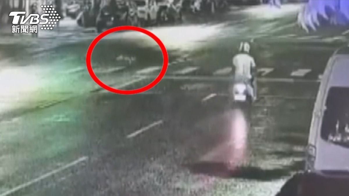 流浪貓狗追車害摔頻傳！ 嘉縣府用AI智慧誘捕見效│TVBS新聞網