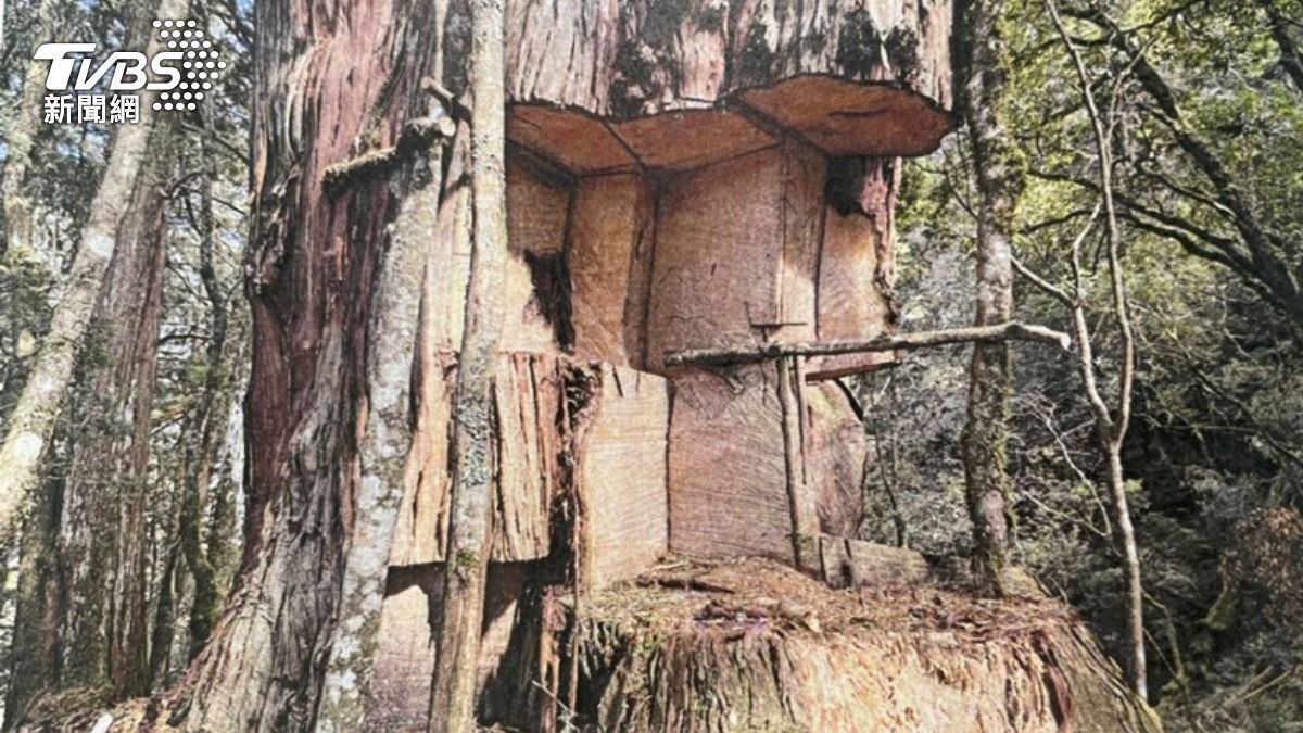 惡劣山老鼠！2500萬千年神木遭「挖心掏空」 護林員哭了│TVBS新聞網