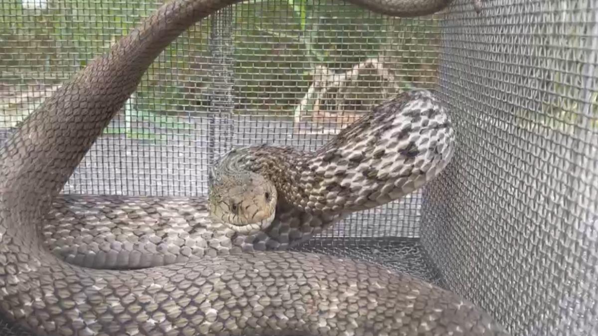 「台南蛇窟」狂抓12隻大蛇破紀錄 眼鏡蛇也來湊一腳│TVBS新聞網