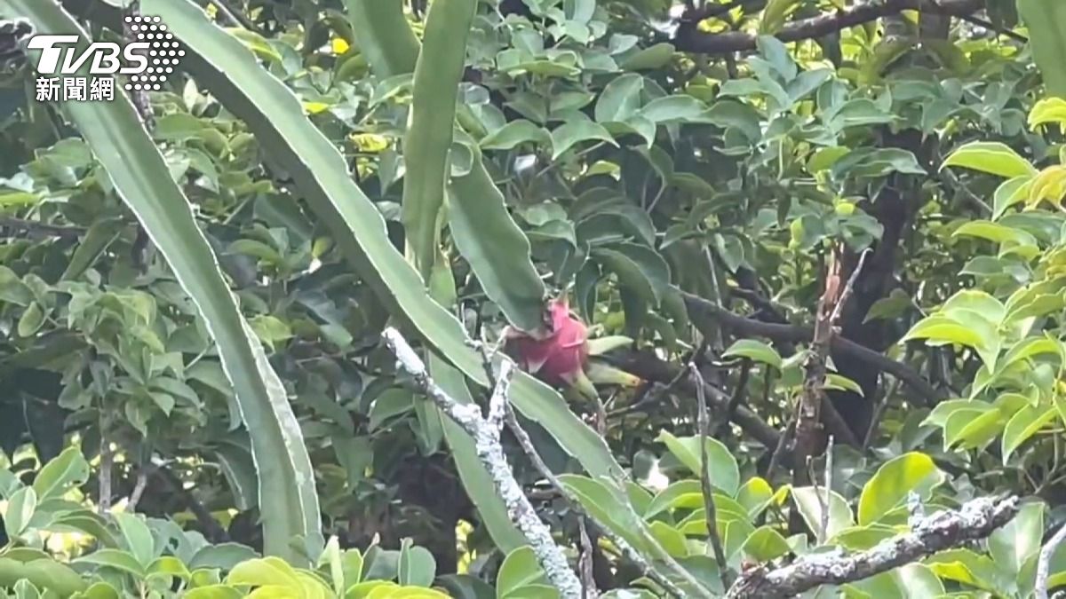 驚見「野生火龍果」爬上電線桿！師生抬頭看傻 隱藏「百年老樹」開紅果│TVBS新聞網