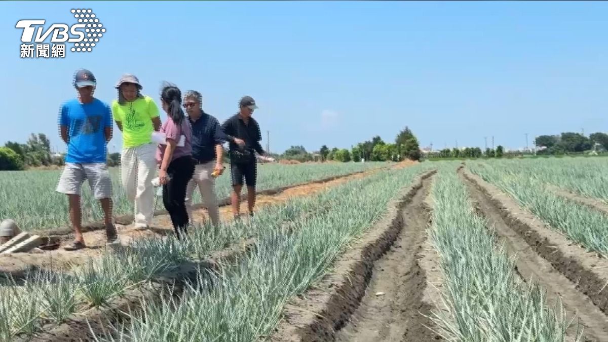 青蔥飆漲至300元！彰化農民逆天改命 七分地進帳百萬│TVBS新聞網