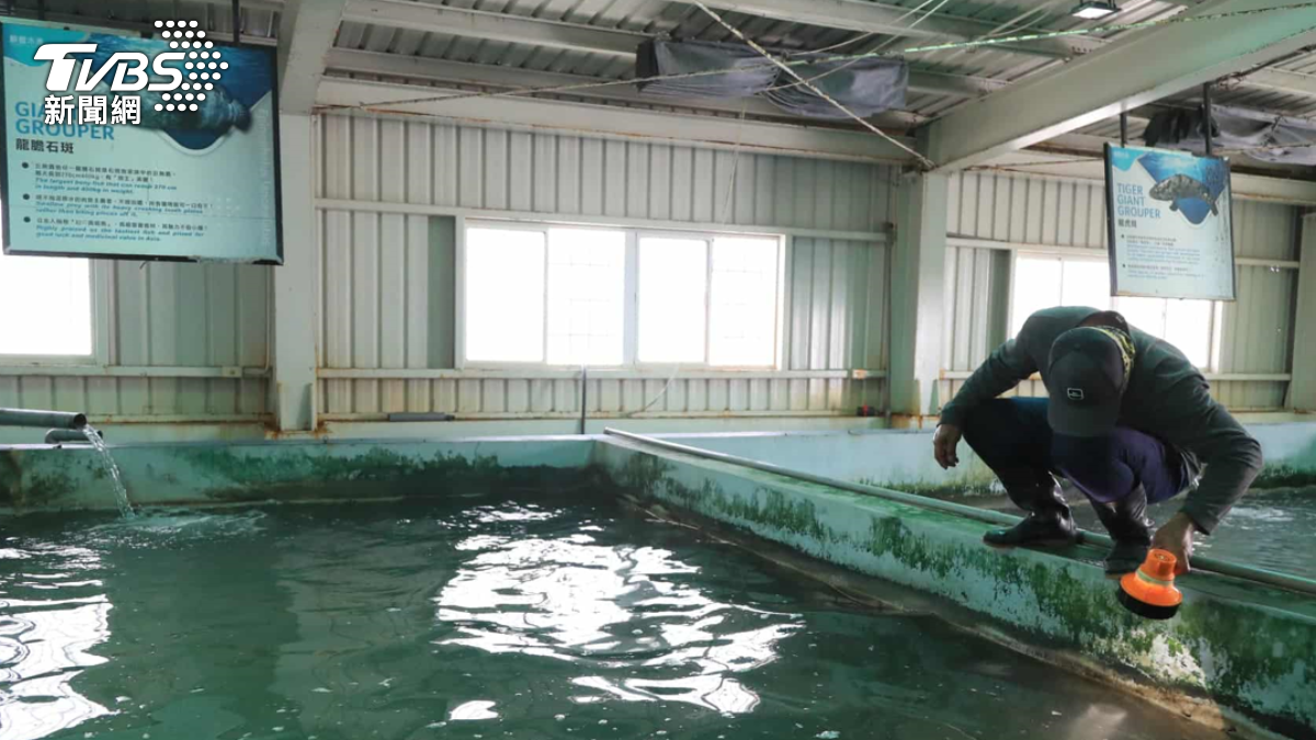 龍膽石斑跳出水面「撞人吞手機」 養殖場員工：GoPro也吃過│TVBS新聞網