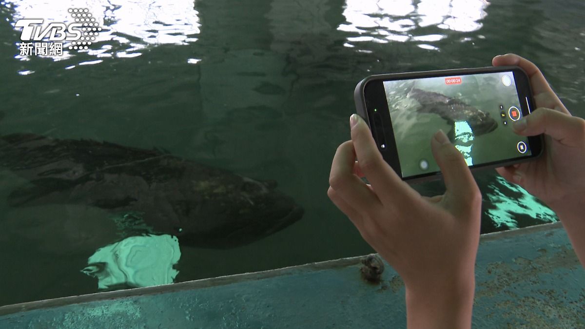 獨／不怕「3C中毒」？男持iPhone 龍膽誤當飼料吞下肚│TVBS新聞網