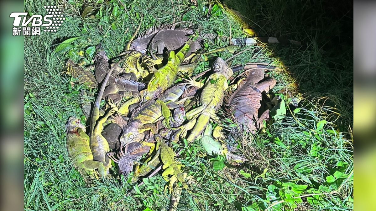 農民會哭！屏東綠鬣蜥狂吃紅豆芽Buffet 一晚「狂抓140隻」│TVBS新聞網