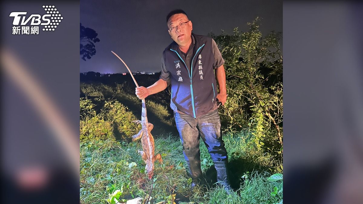 農民會哭！屏東綠鬣蜥狂吃紅豆芽Buffet 一晚「狂抓140隻」│TVBS新聞網