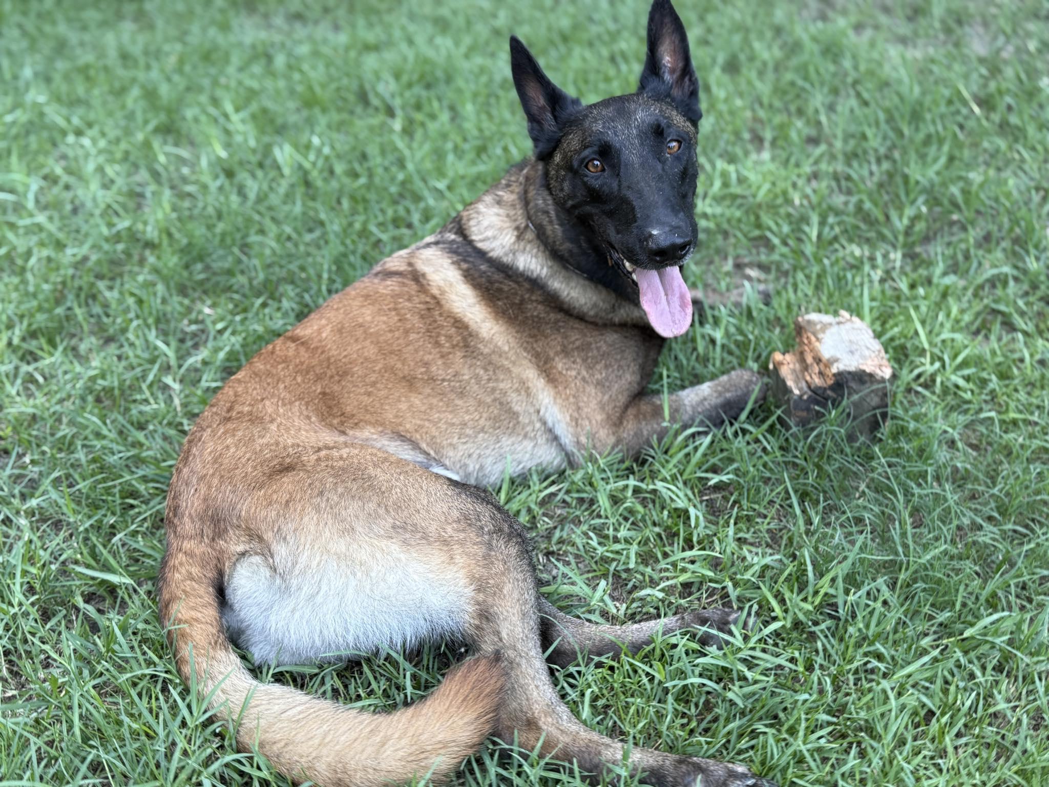 台南搜救犬Dota花蓮災區穿梭！「洗腳腳」畫面感動144萬人│TVBS新聞網