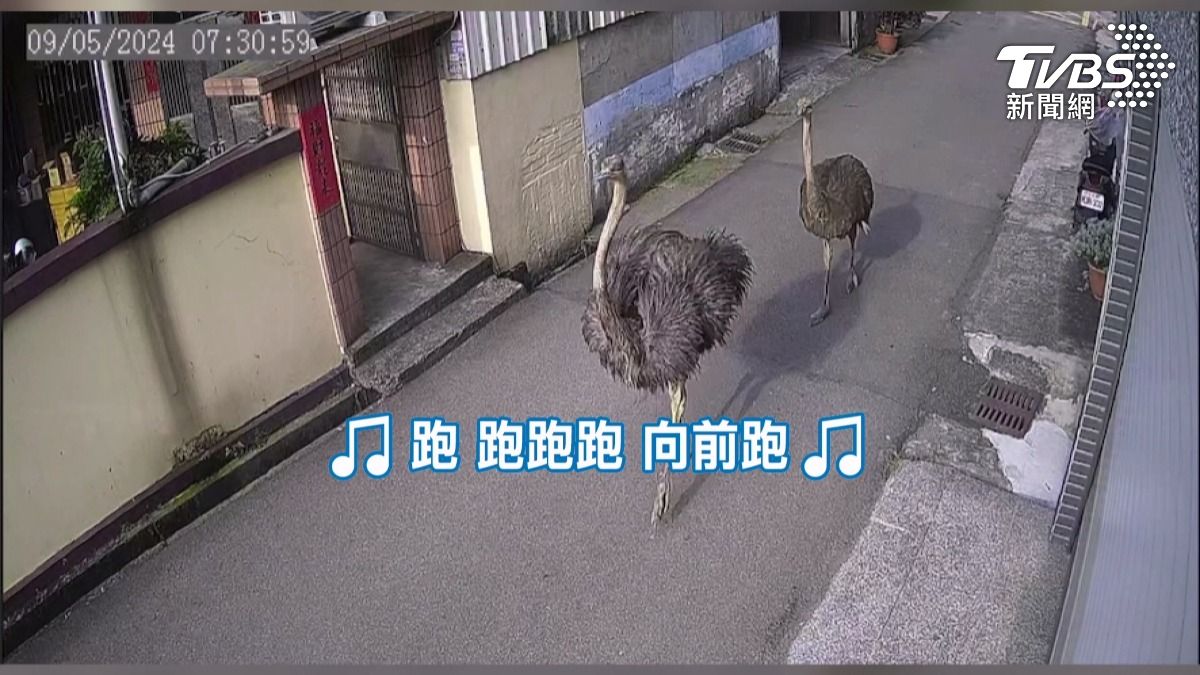 台灣特殊街景！鴕鳥逃亡被Google車拍下 員警圍捕全入鏡│TVBS新聞網