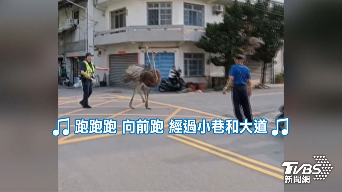 台灣特殊街景！鴕鳥逃亡被Google車拍下 員警圍捕全入鏡│TVBS新聞網