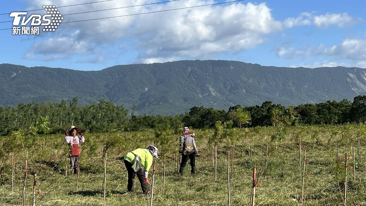 從山林到綠色金融 台灣首見「生物信用額度」 保育成效變現│TVBS新聞網