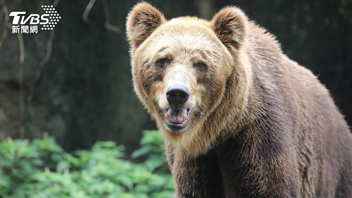 日本發熊出沒警報！秋田1小時四人遇襲 北海道也獵殺熊│TVBS新聞網