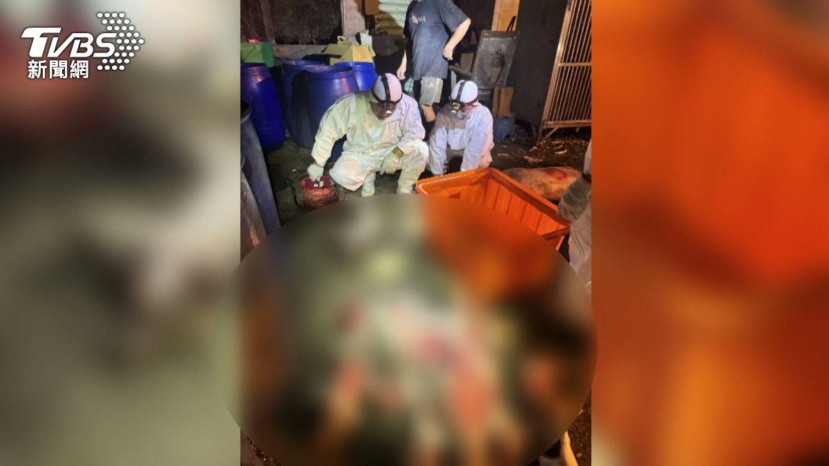 非洲豬瘟襲台中！117頭豬隻離奇死亡 全國緊急禁運禁宰│TVBS新聞網