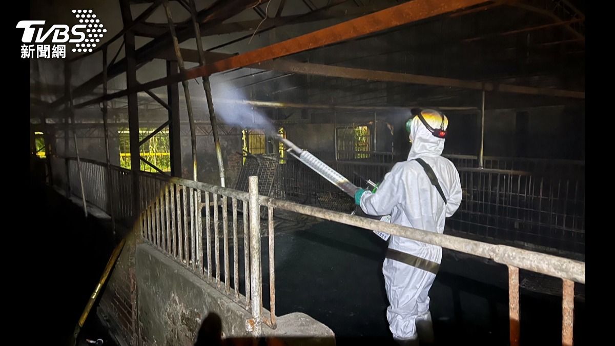 台中養豬場豬瘟基因曝光！與中國病毒相似度達99.95% 來源成謎│TVBS新聞網