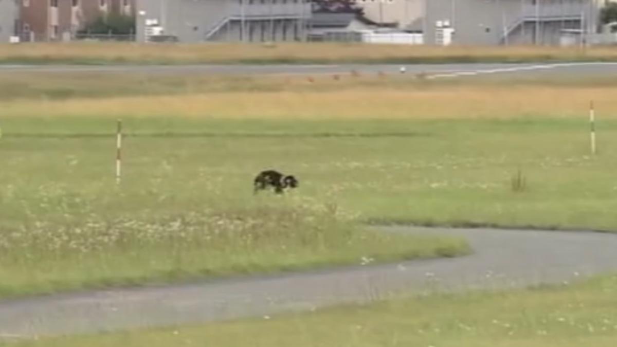 日機票價格直直落 北海道札幌6000元有找 遊客憂熊害│TVBS新聞網