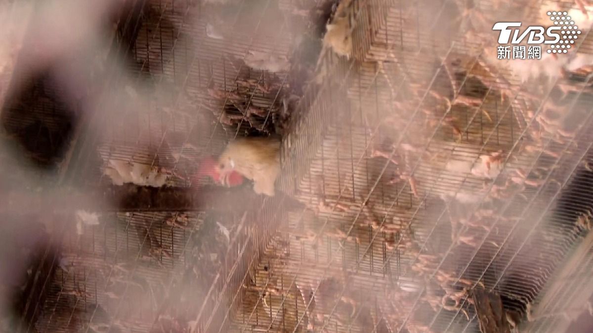 芬普尼超標三倍！15萬顆雞蛋流向全台 全聯楓康都中標│TVBS新聞網