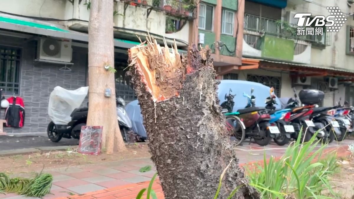「鳳凰」來襲！北投立農公園樹木斷裂 倒塌壓損公寓鋁窗│TVBS新聞網