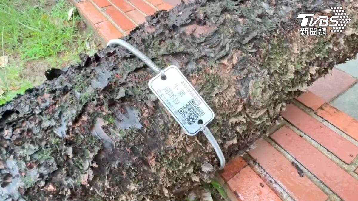 「鳳凰」來襲！北投立農公園樹木斷裂 倒塌壓損公寓鋁窗│TVBS新聞網