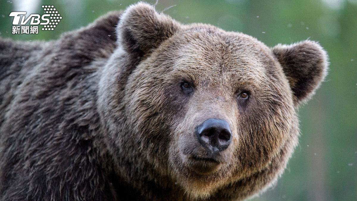 熊闖日本富山縣民宅！一家四口急躲2樓 獵人開槍射殺│TVBS新聞網