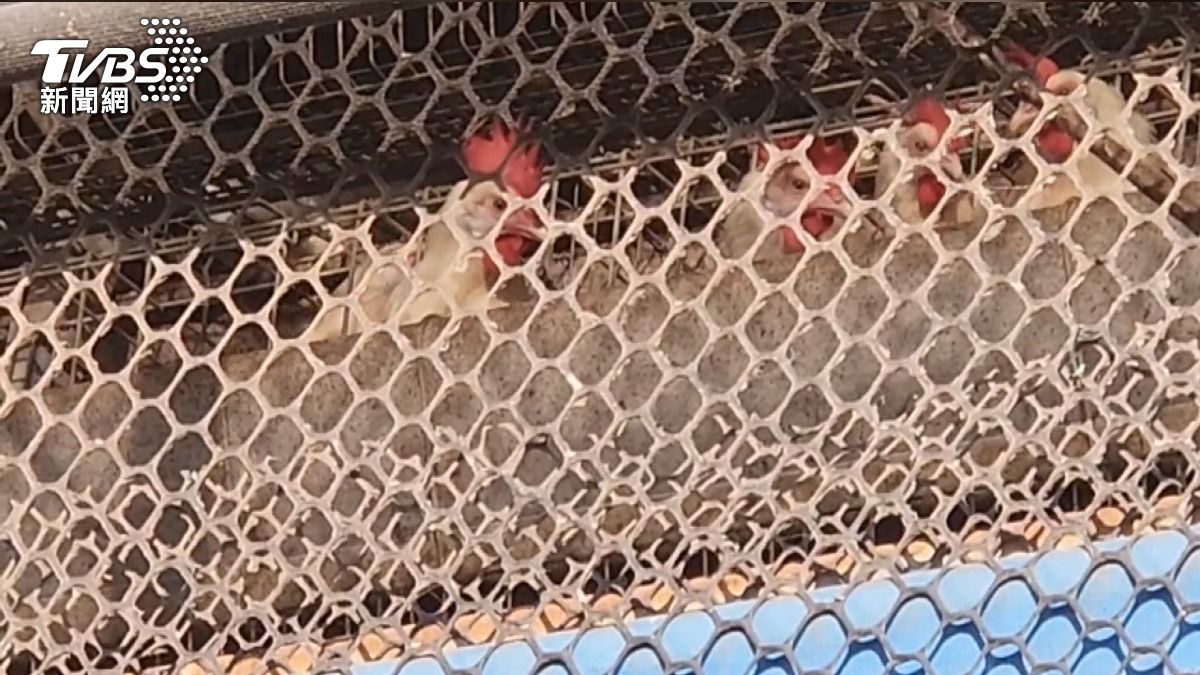 彰化蛋農管制期偷賣雞蛋 農藥超標5倍恐流消費者肚 │TVBS新聞網