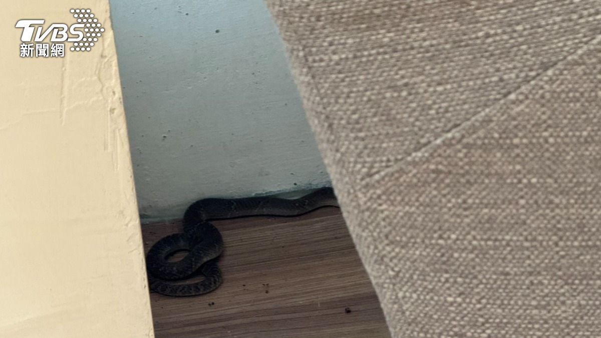 台中圖書館驚魂！30公分眼鏡蛇溜進書報區 41歲女遭蛇吻│TVBS新聞網