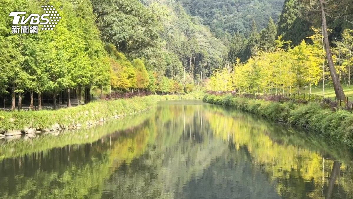 南投三千青楓換新裝「轉紅七成」 園區銀杏波波草爭豔│TVBS新聞網
