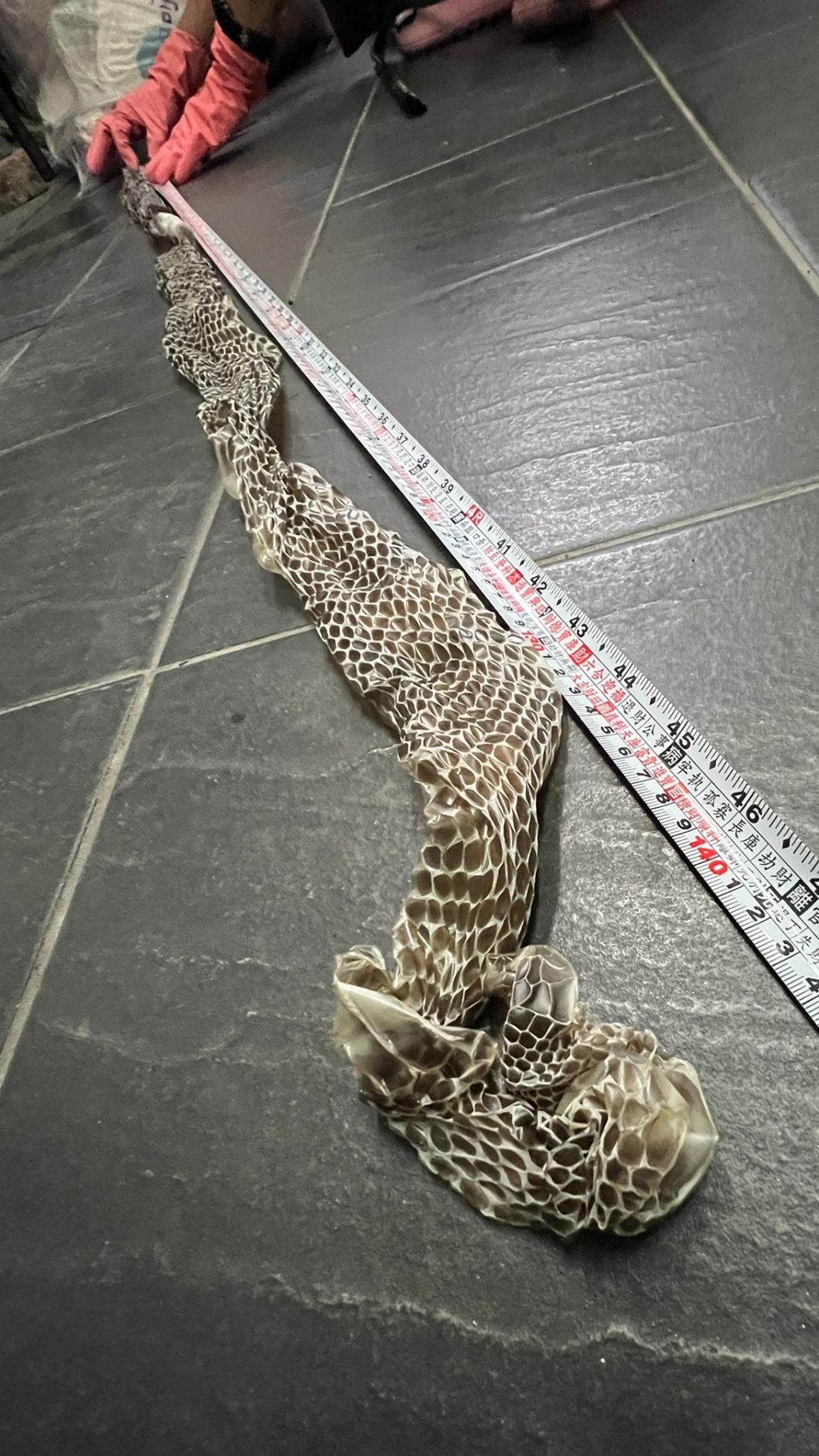 辦公室驚見完整蛇皮 員工緊繃上班：腳麻 好怕牠還在室內│TVBS新聞網