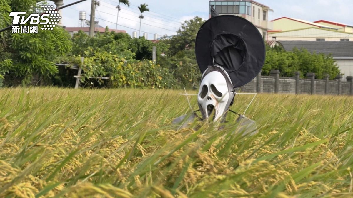 神岡稻田出現「鬼修女」隨風飄動！一看靠近竟是這東西 嚇壞路人│TVBS新聞網