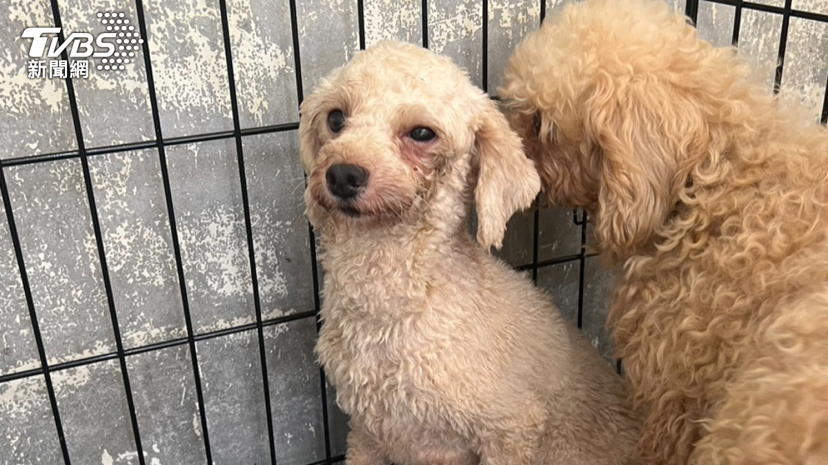 柴犬、柯基都有！苗栗85狗今開放領養 「全都沒聲帶」惹鼻酸│TVBS新聞網