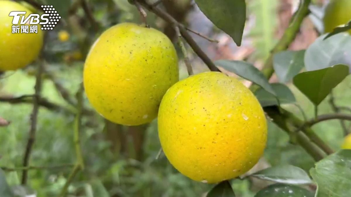 誤導民眾？大苑子「石虎柳丁」惹議 農民批：根本沒買過│TVBS新聞網