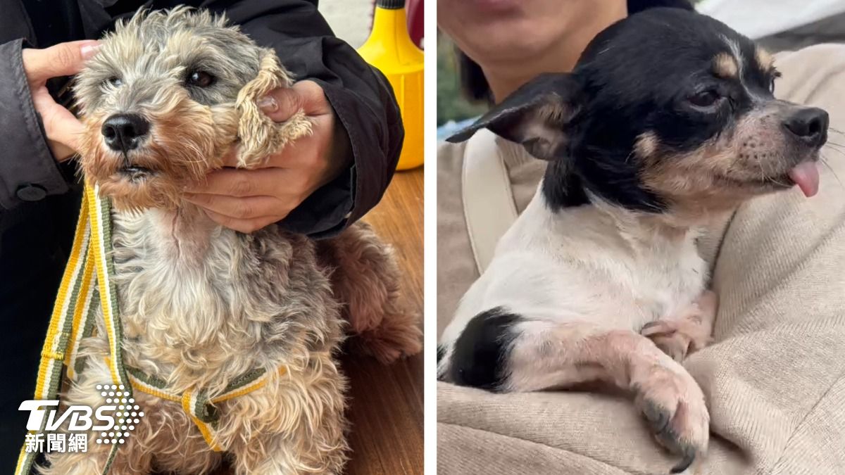 290犬割聲帶引眾怒！首波85隻毛孩認養 52隻找到新家│TVBS新聞網