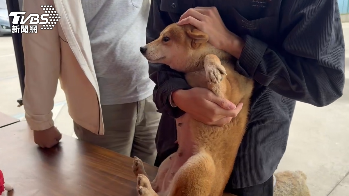 290犬割聲帶引眾怒！首波85隻毛孩認養 52隻找到新家│TVBS新聞網