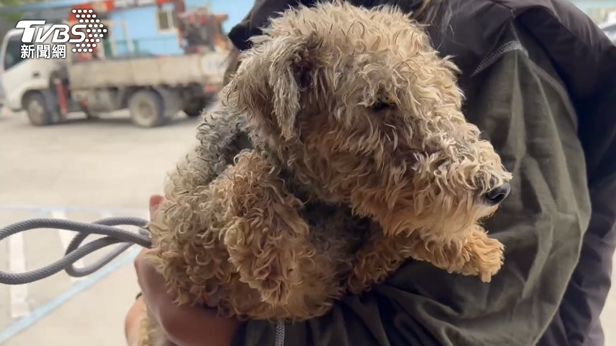 290犬割聲帶引眾怒！首波85隻毛孩認養 52隻找到新家│TVBS新聞網