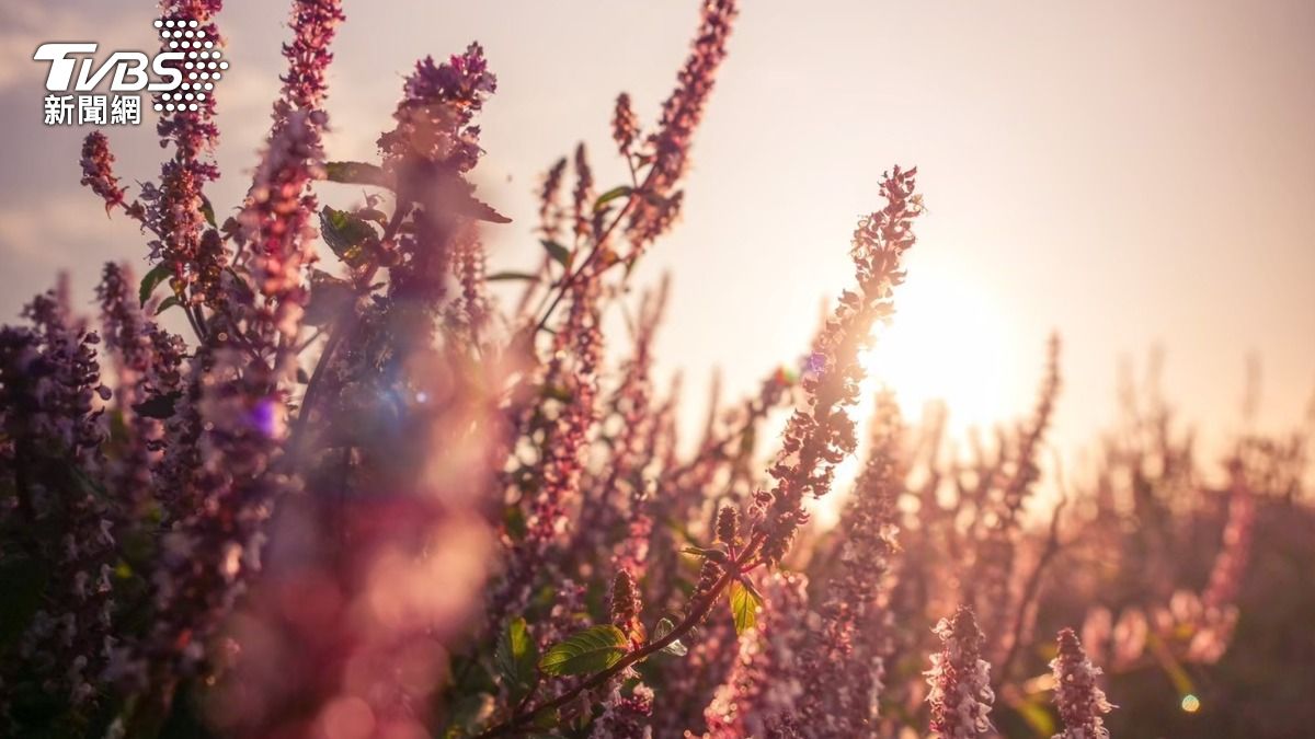 酷洛米搭浪漫粉紫花海 桃園仙草嘉年華22日登場│TVBS新聞網