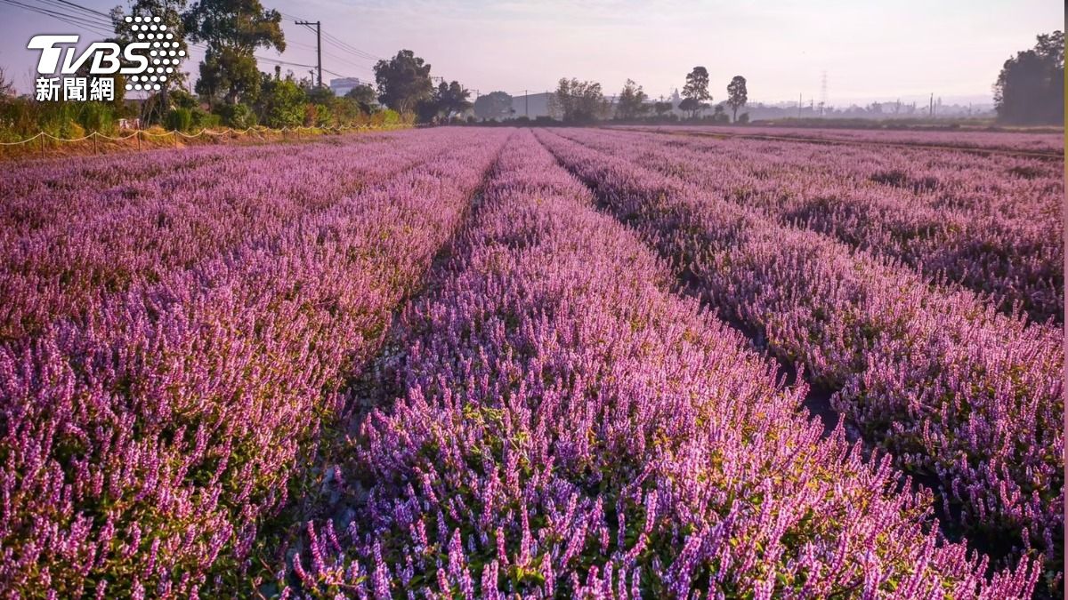 酷洛米搭浪漫粉紫花海 桃園仙草嘉年華22日登場│TVBS新聞網