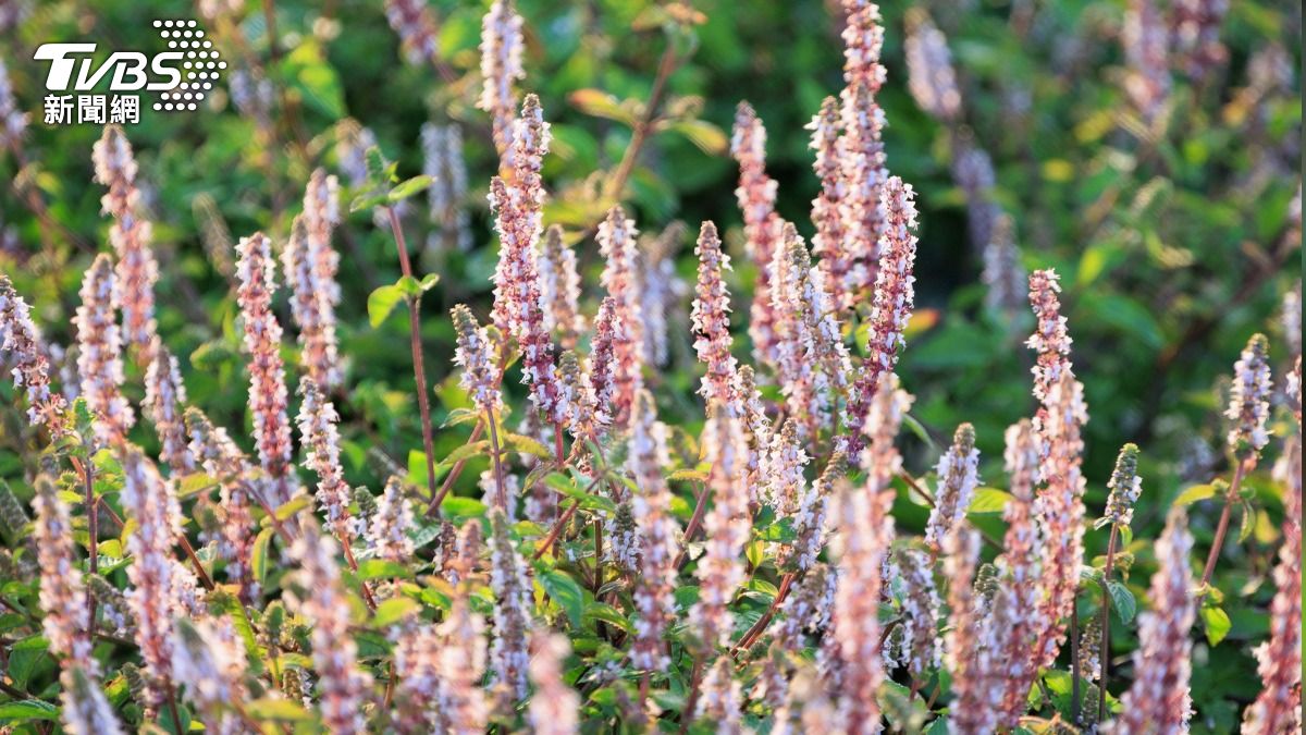 酷洛米搭浪漫粉紫花海 桃園仙草嘉年華22日登場│TVBS新聞網