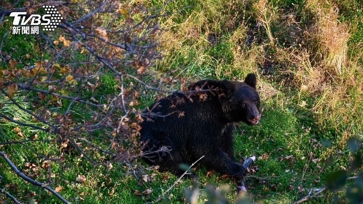 熊闖北海道鐵道遭列車撞 獵人：野熊不打算冬眠│TVBS新聞網
