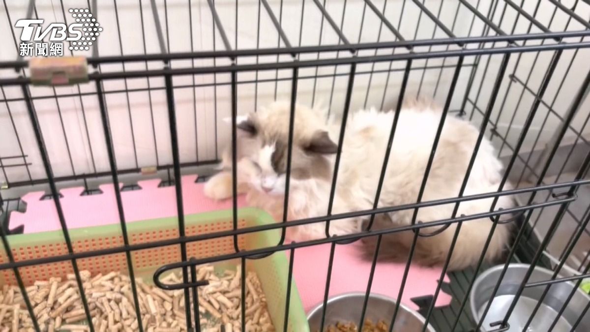 彰化貓舍業者稱遭詐騙無力再養貓 動保所介入急帶回41貓│TVBS新聞網