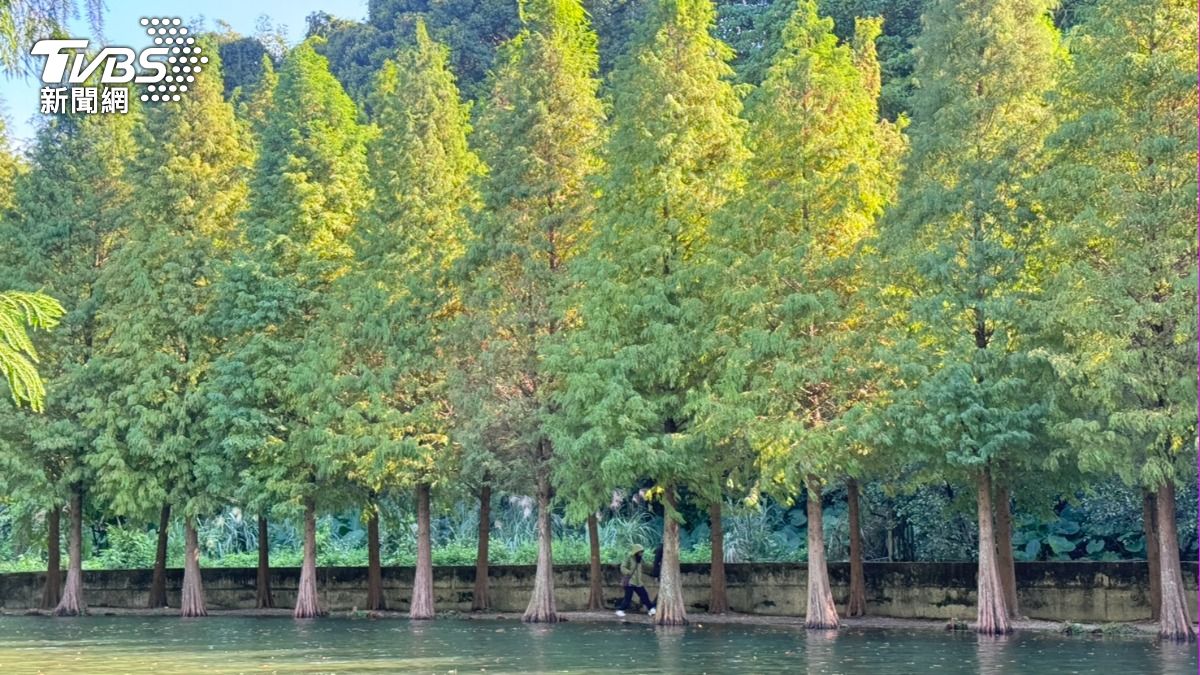 2025大溪月眉濕地落羽松季來了 交管措施、周邊景點一覽│TVBS新聞網