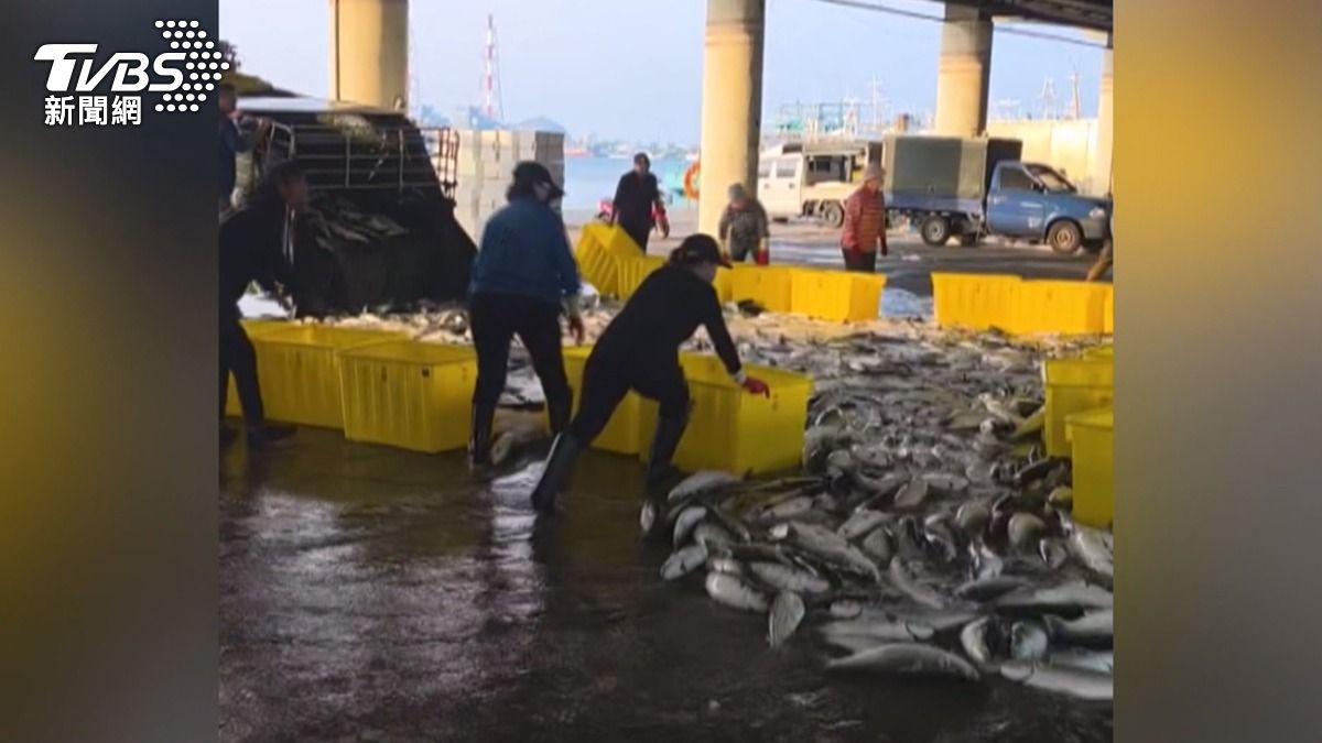 烏金報到！ 卡車卸貨如瀑布般 成本高漲養殖戶要「棄養」│TVBS新聞網